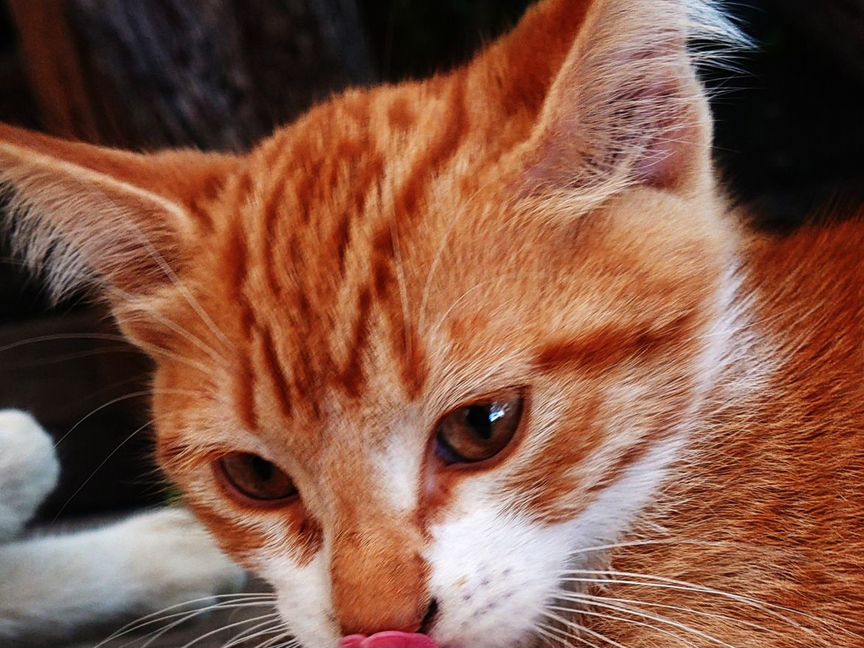 Котёнок. Котёнок. Котёнок