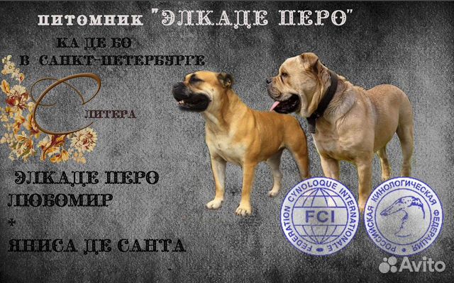 Щенки ка де бо