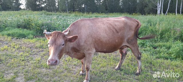 Корова стельная дойная