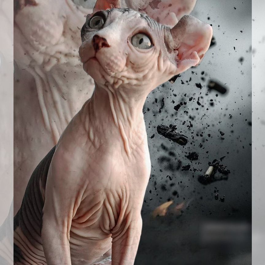 Котята сфинкс эльф с документами