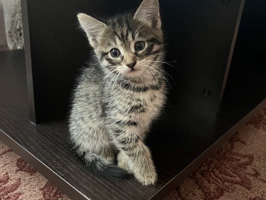 Котенок полосатый (девочка)