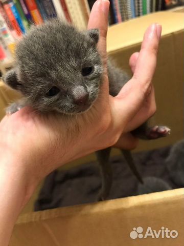 Русская голубая котята