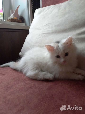 Котенок девочка метис перса