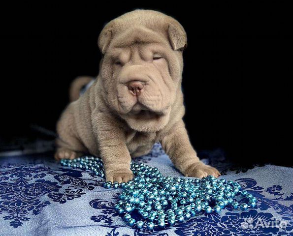 Щенки шарпей