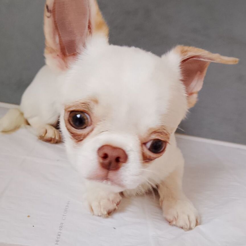 Чихуахуа, щенок