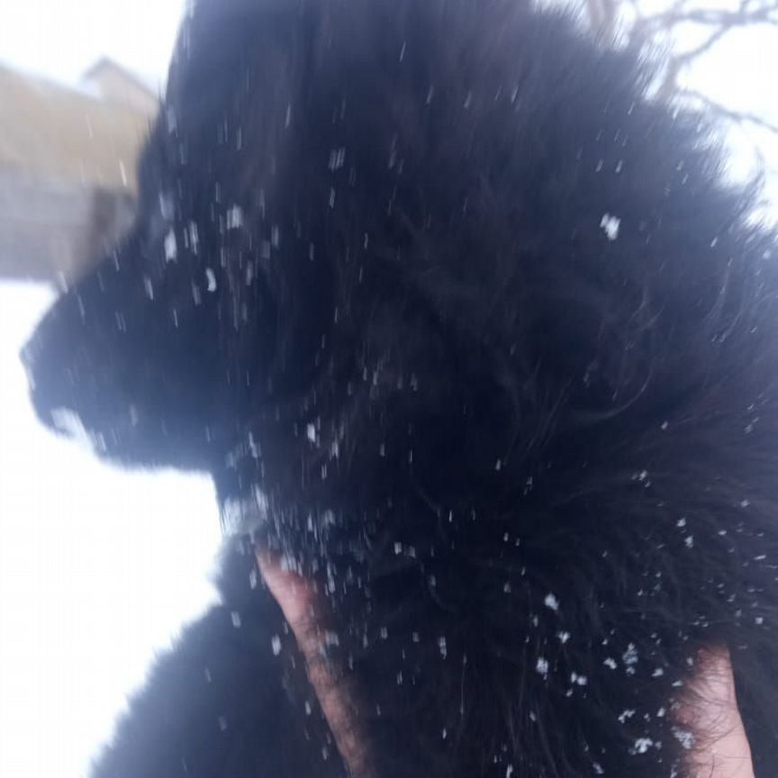 Немецкая овчарка