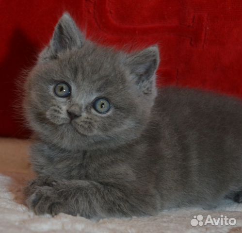 Британцы голубые