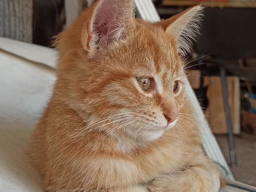 Рыжий котенок Соломон