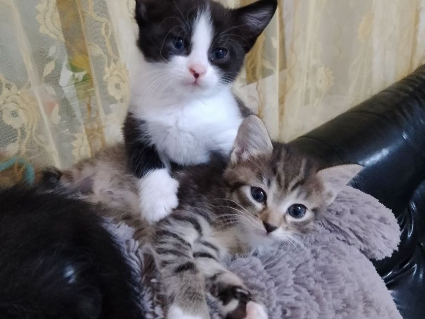 Котята в добрые руки бесплатно мальчики и девочки