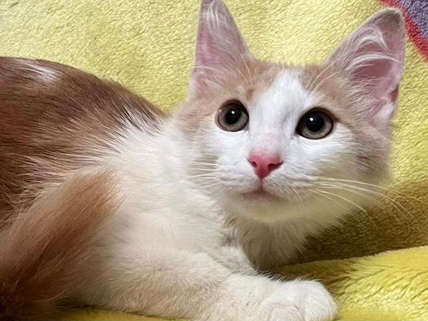 Котенок Персивальд из под капота