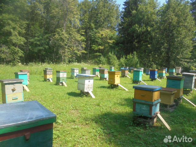 Продам пчелосемьи