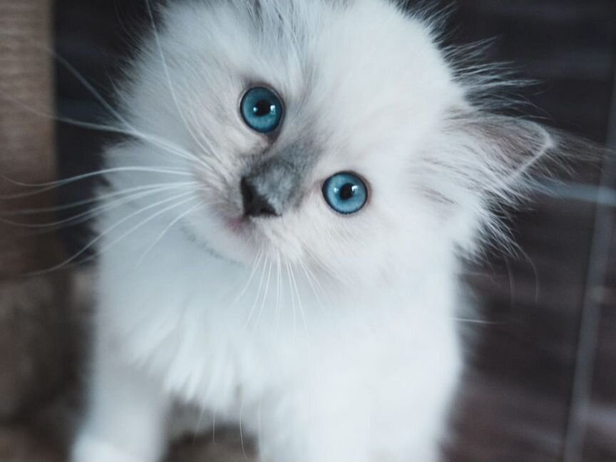 Котята рэгдолл спб