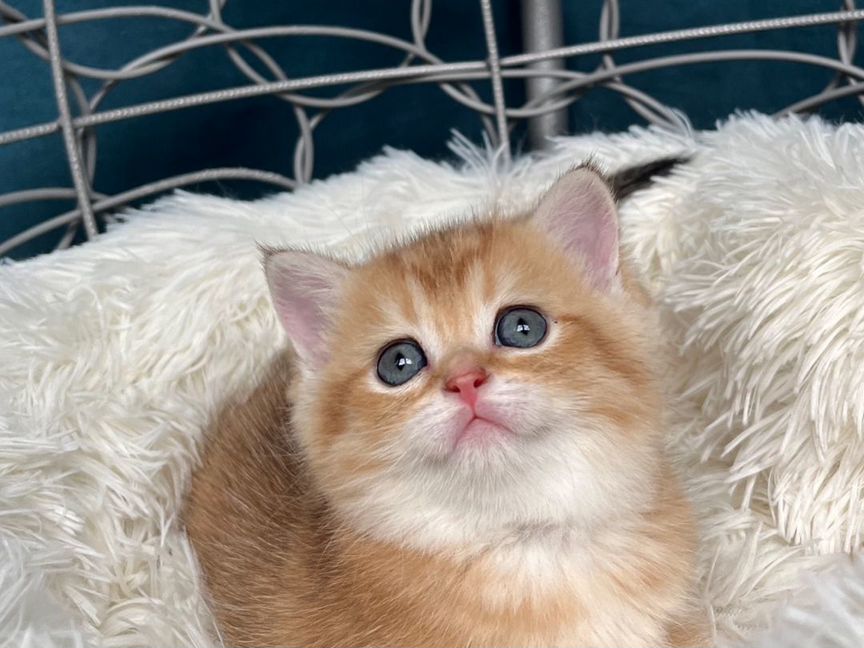 Котёнок золотого окраса девочка