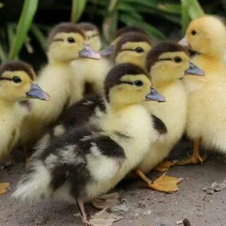 Утята недельные