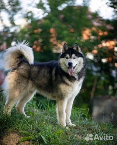 Большой и сильный красавец Сеня