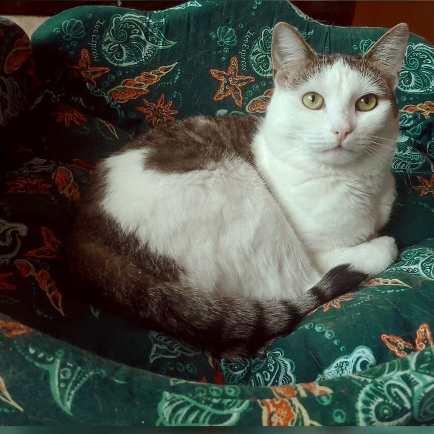 Забавная кошка Варя в добрые руки