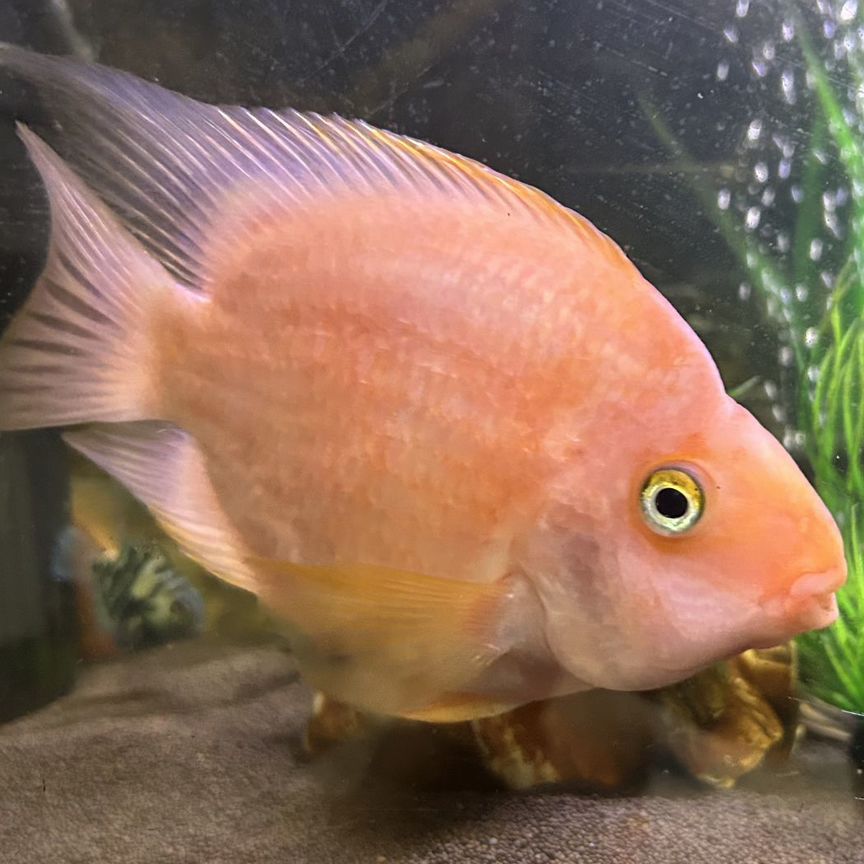 Желтая рыба-попугай