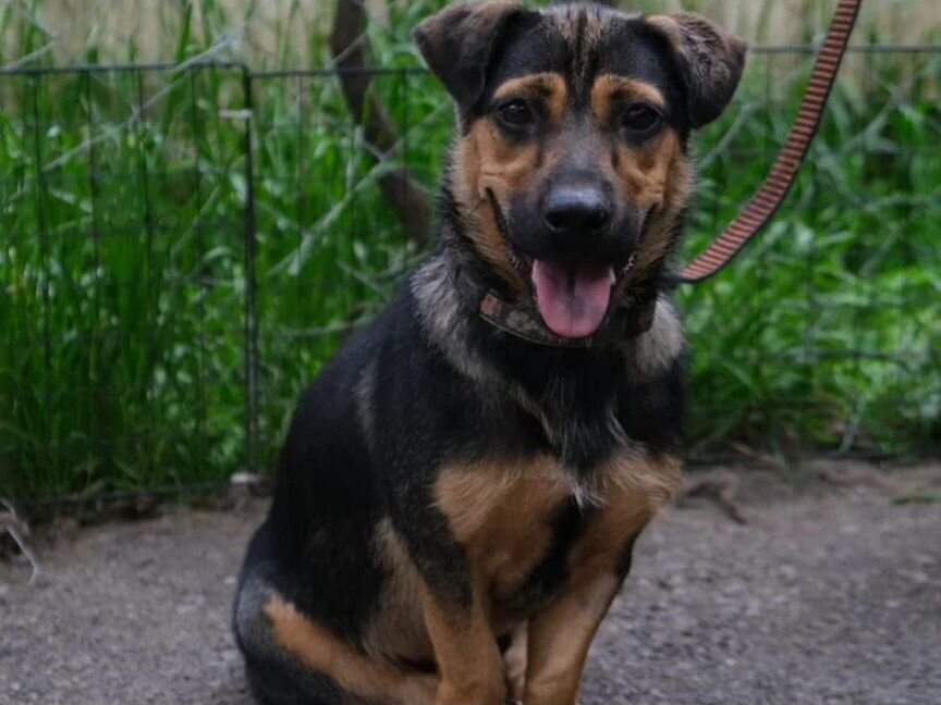 Мелкая собачка