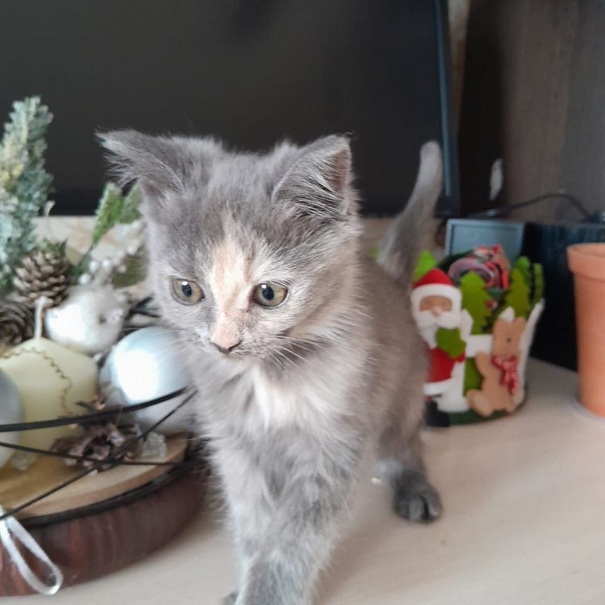 Котятки в добрые руки