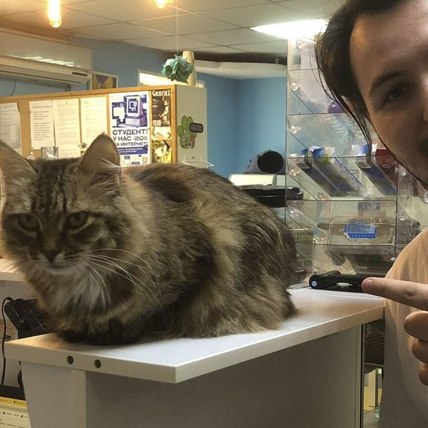 Турецкая ангора, взрослая кошка