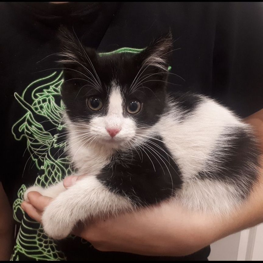Котенок мальчик 2 месяца