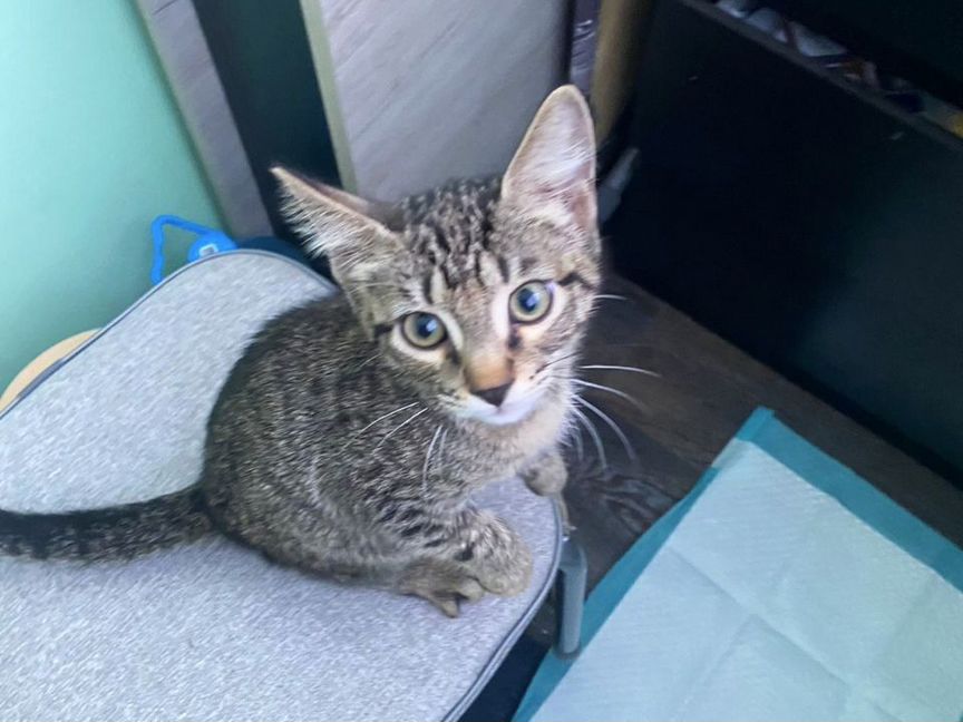 Котёнкин ищет дом