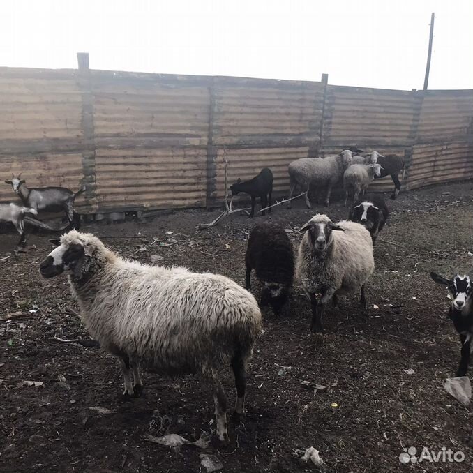 Бараны Козы