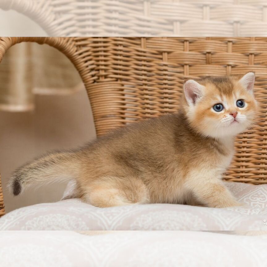 Кошечка золотая шиншилла