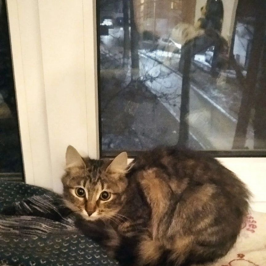 Котенок в добрые руки