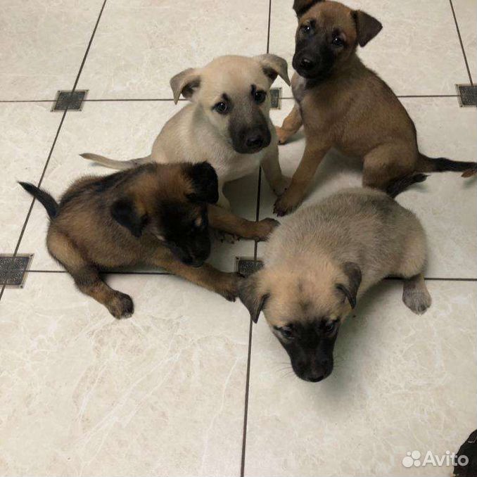 Бельгийская овчарка малинуа