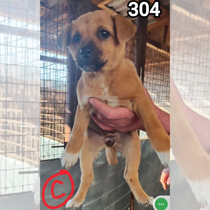 Щенок в добрые руки