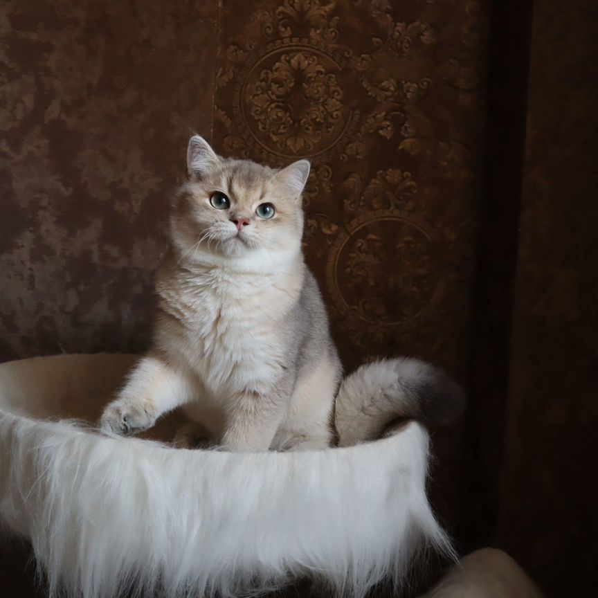Британские котята голубая золотая шиншилла