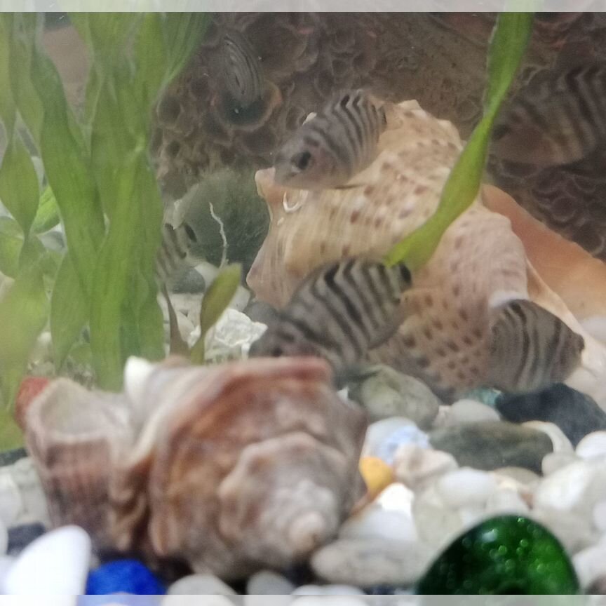 Аквариумные рыбки