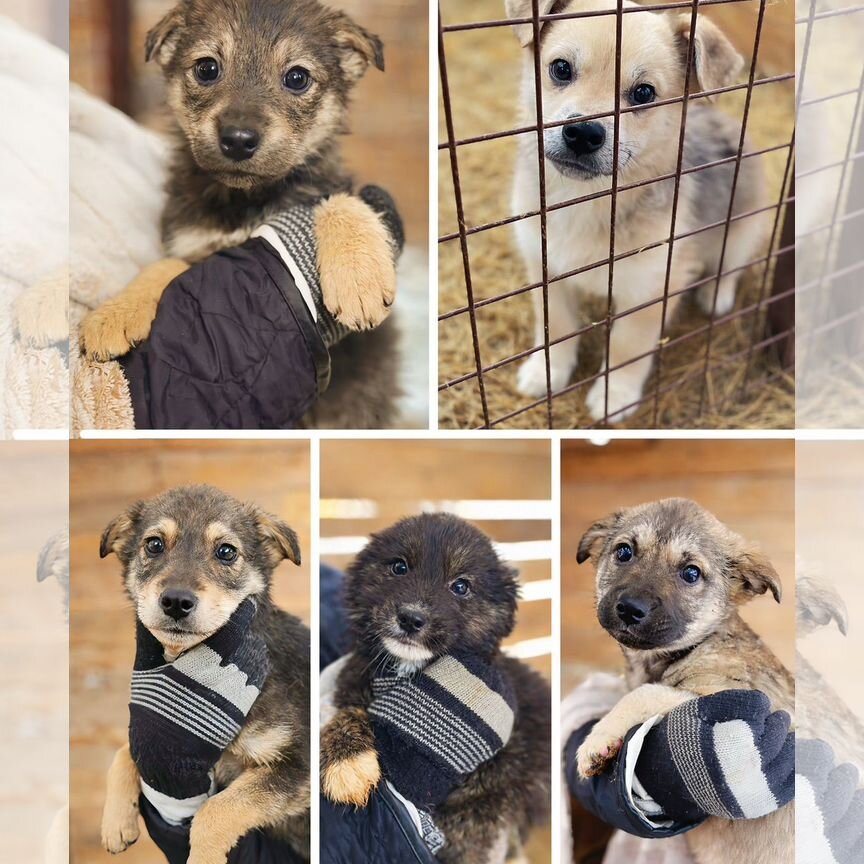 Щенок в добрые руки