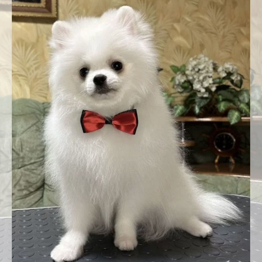 Померанский шпиц, щенок