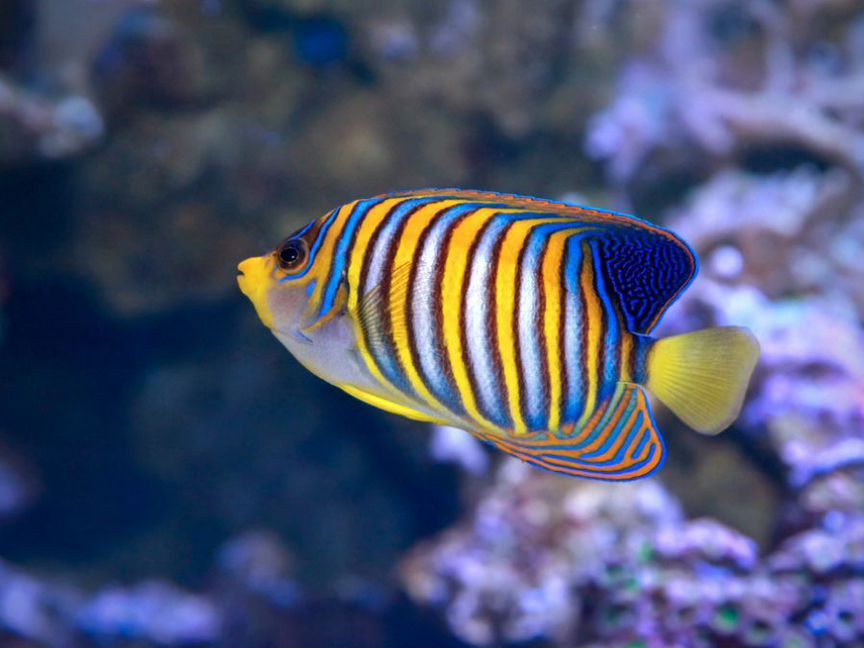 Рыбка Ангел Диакантус