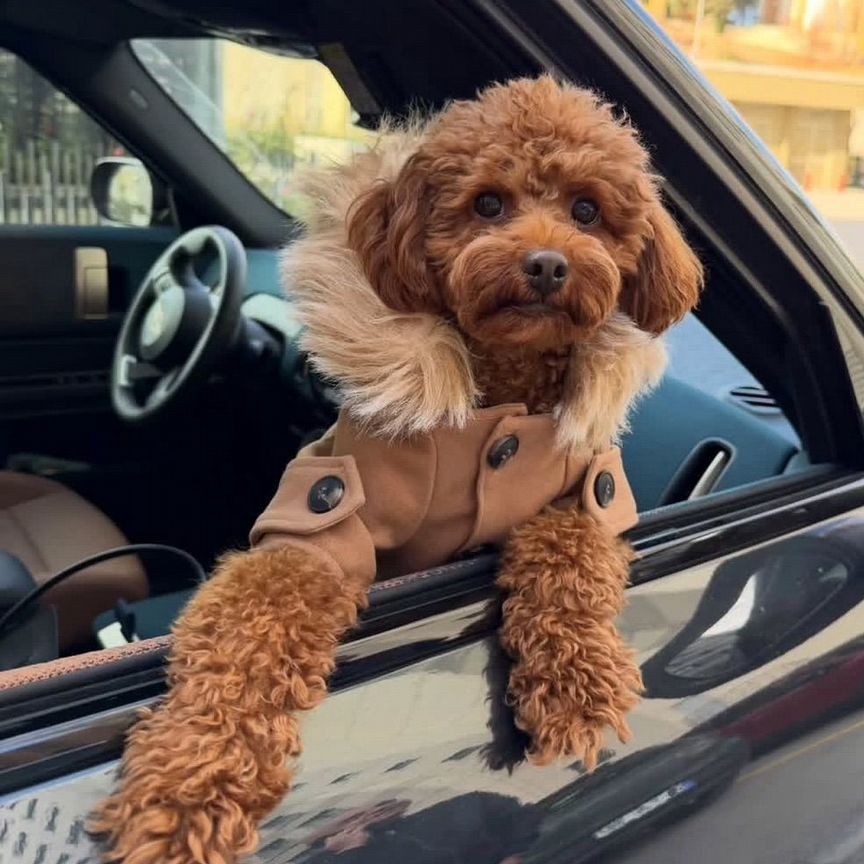 Той-пудель, щенок