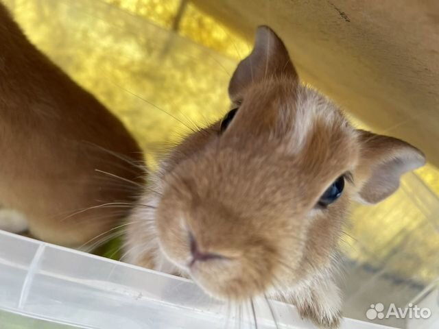 Декоративные кролики