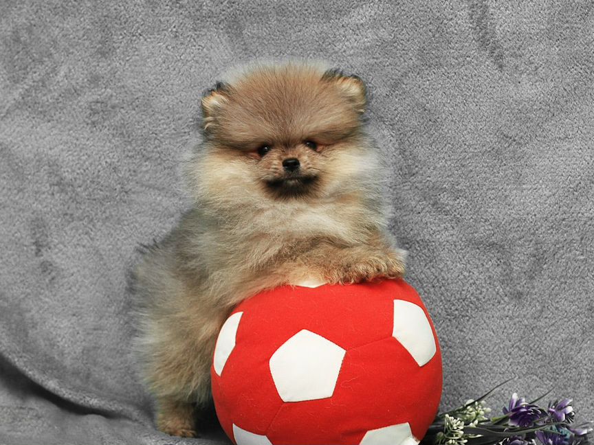 Померанский шпиц мини от Чемпиона