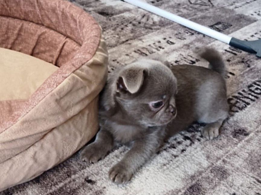 Щенок чихуахуа