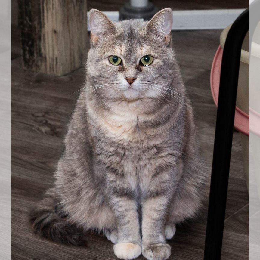 Кошка