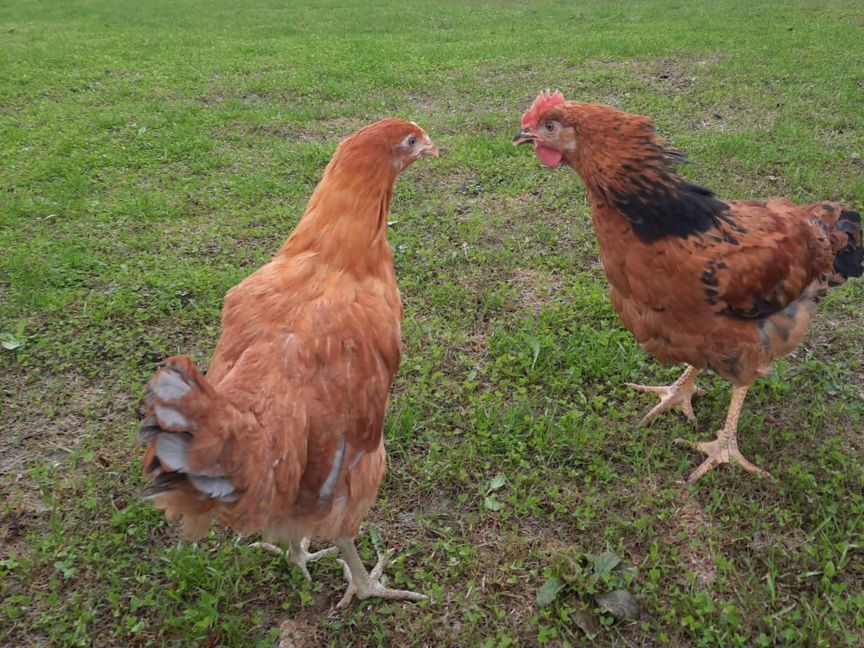 Куры молодки несушки