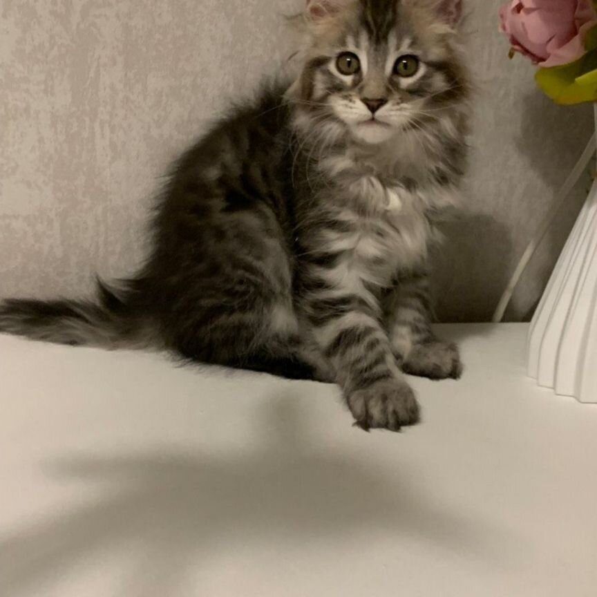 Продаются котята мейн-кун