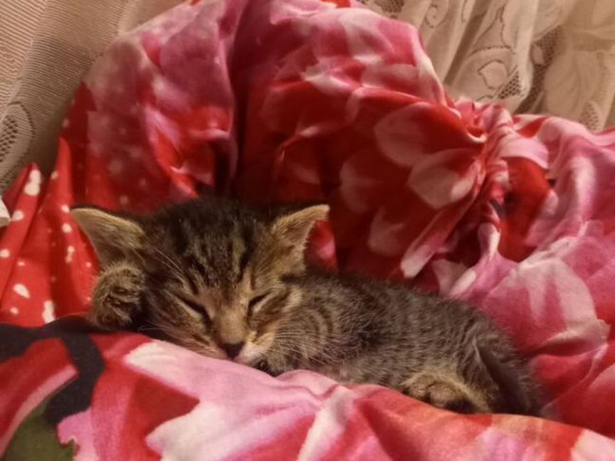 Котенок Яша 1 мес