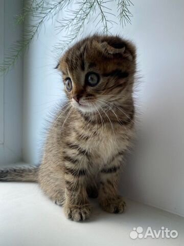 Шотландские котята