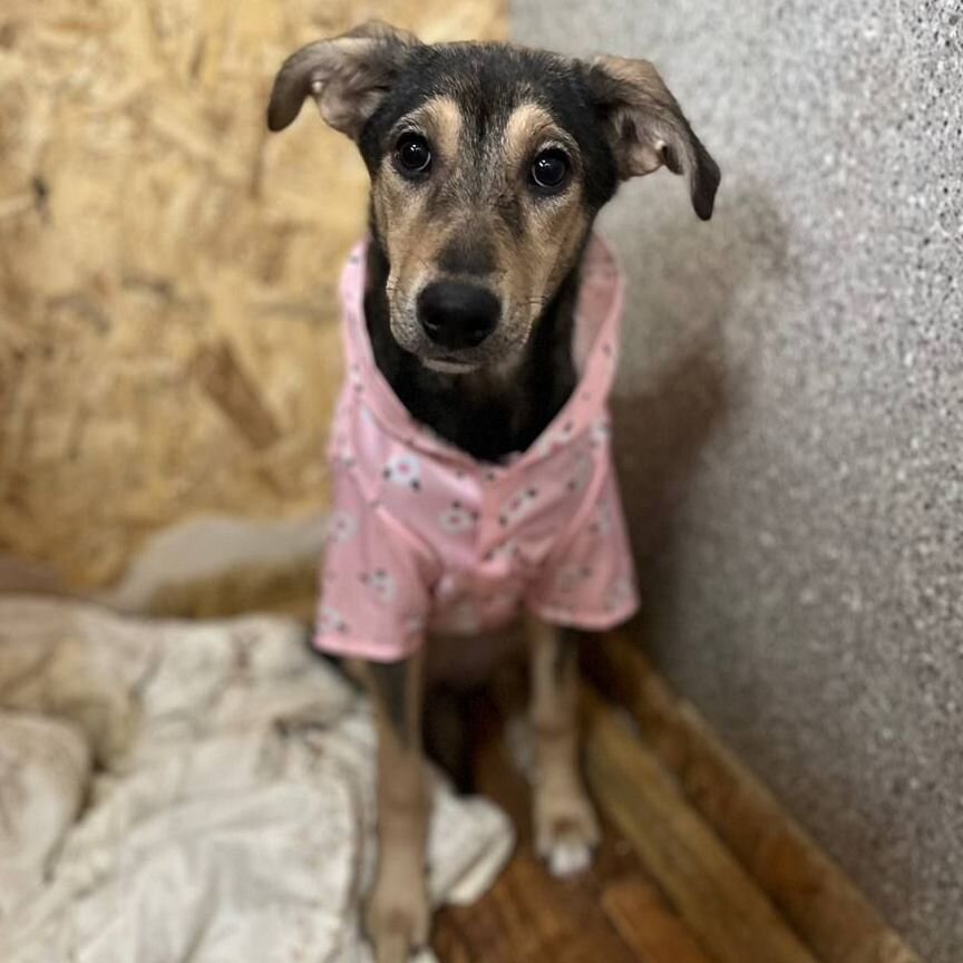 Щенок в добрые руки