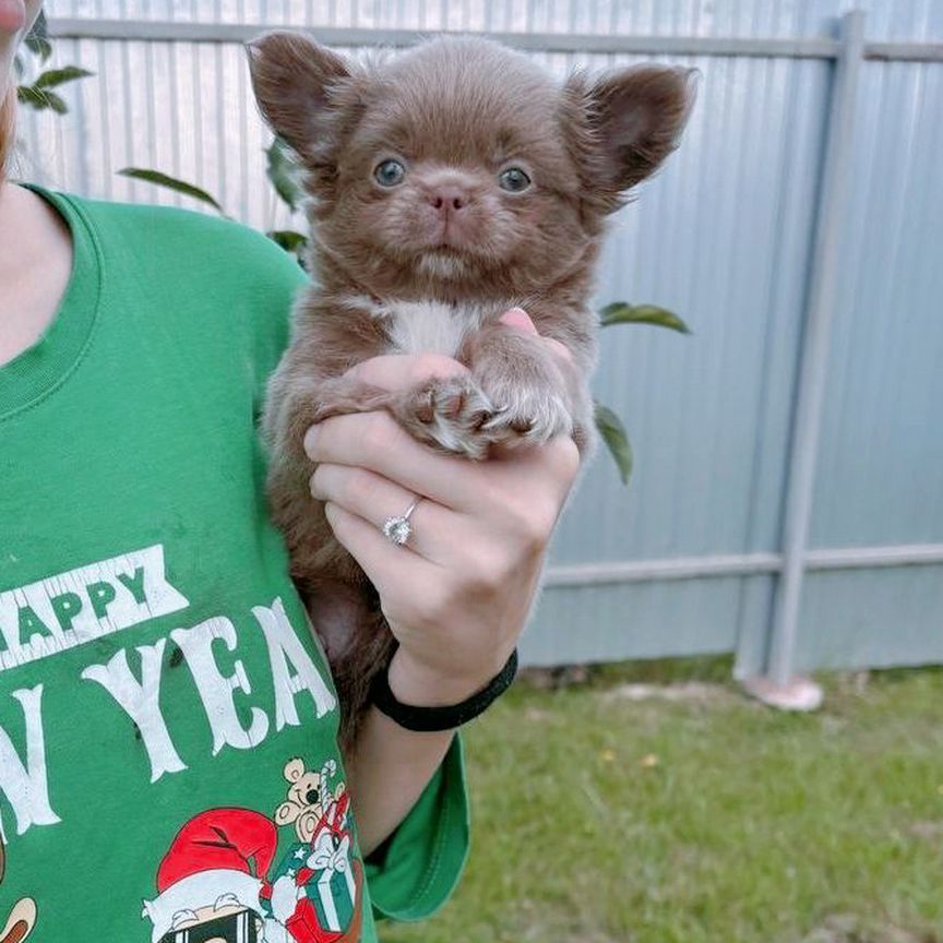 Чихуахуа лиловый зайка