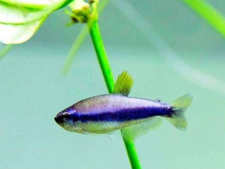 Тетра Керри (Фиолетовый неон)