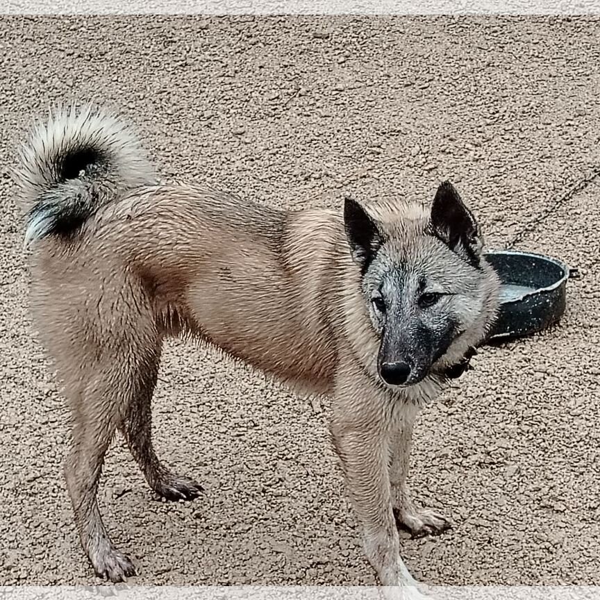 Западносибирская лайка, щенок