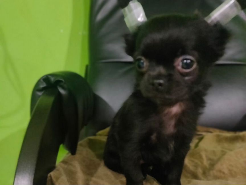 Щенки чихуахуа длинношерстные